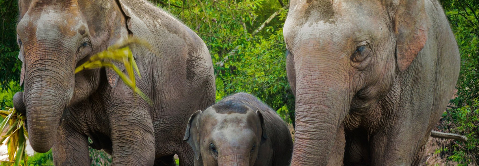 Elephant Kingdom | YouMe Holiday - Koh Samui Tours & Travel