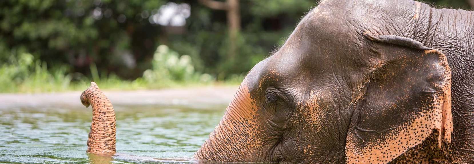 Elephant Kingdom | YouMe Holiday - Koh Samui Tours & Travel