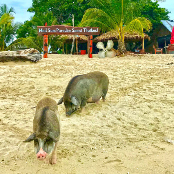 Koh Tan , Koh Madsum (Île aux cochons) & Koh Rap | YouMe Holidays